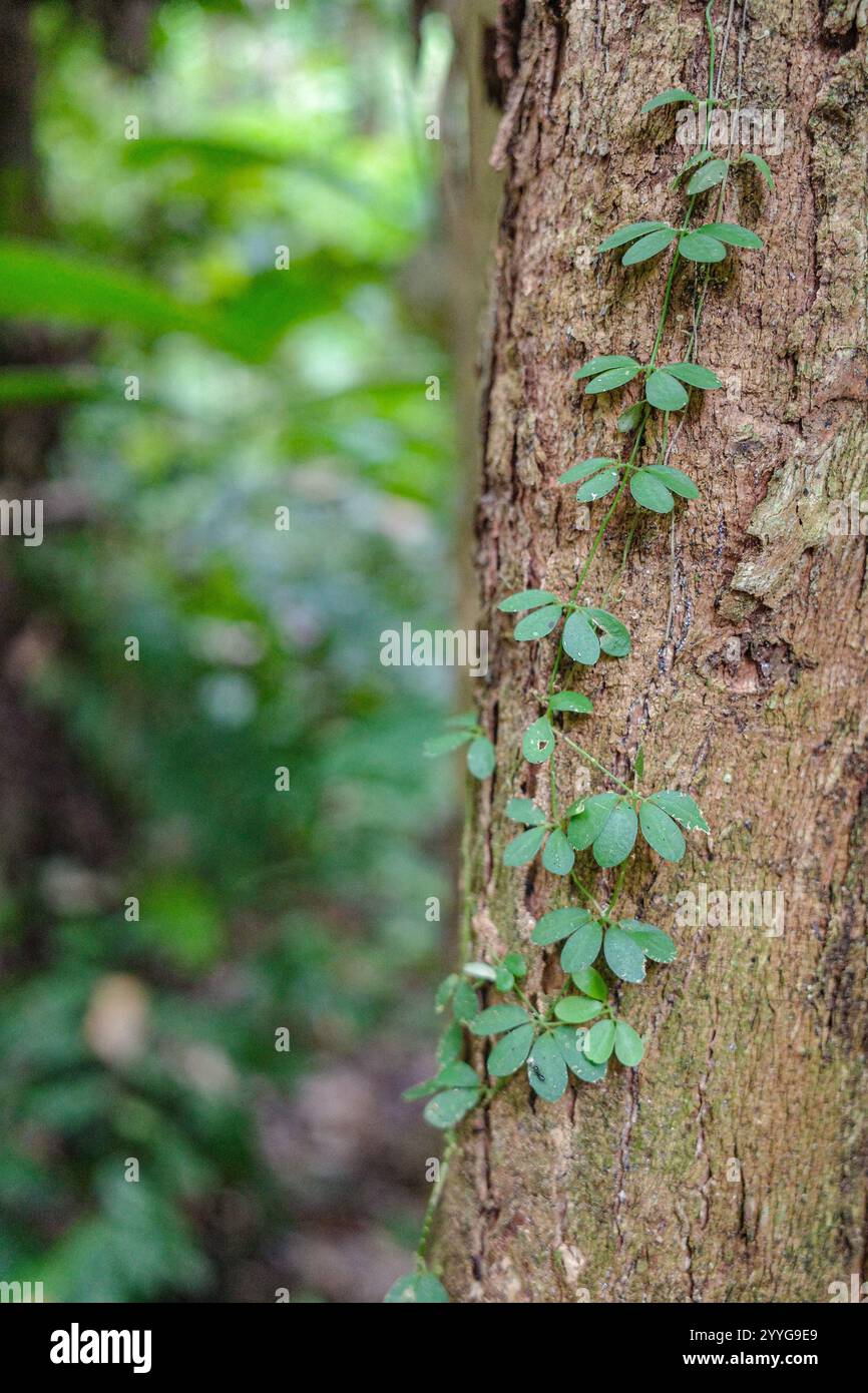 Tambopata, Peru - 27 Nov, 2024: Tropical climber growing on the bark of ...