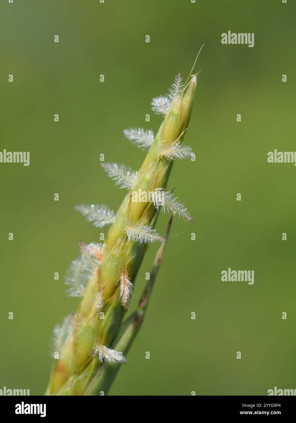Ischaemum aristatum hi-res stock photography and images - Alamy