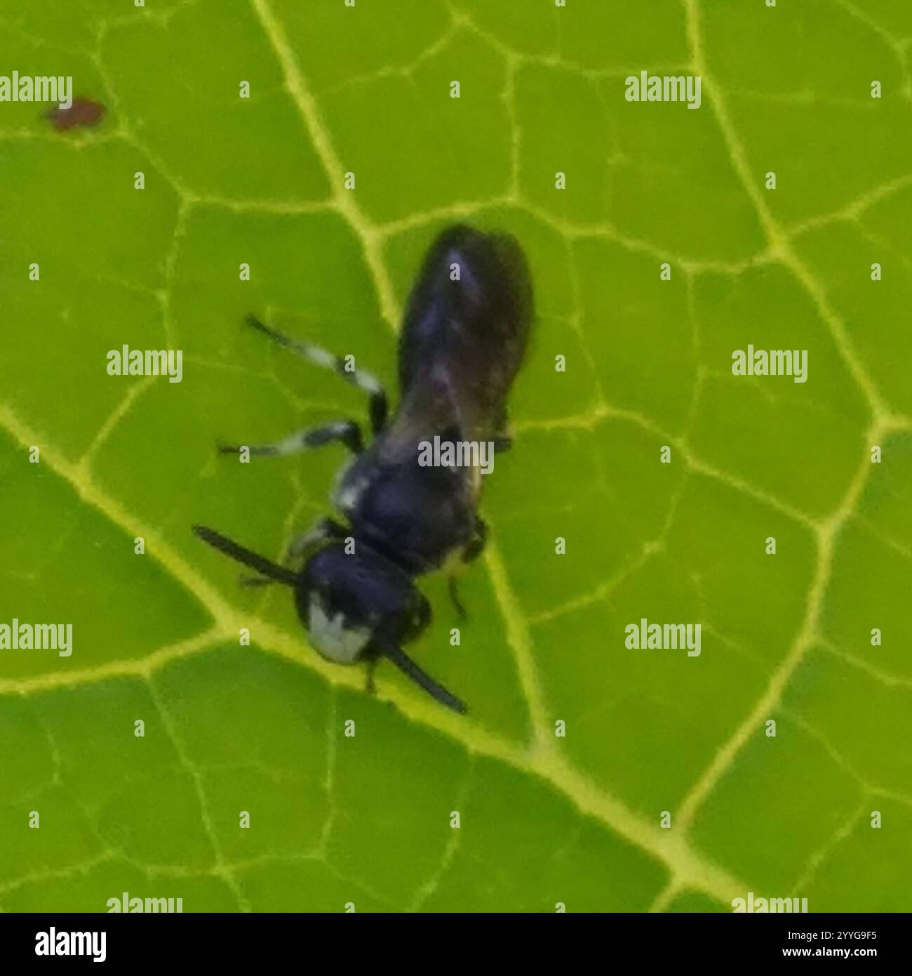 Masked Bees (Hylaeus Stock Photo - Alamy