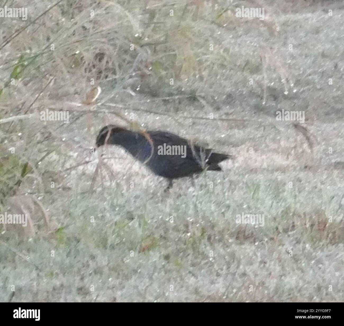 Buff-banded Rail (Gallirallus philippensis Stock Photo - Alamy