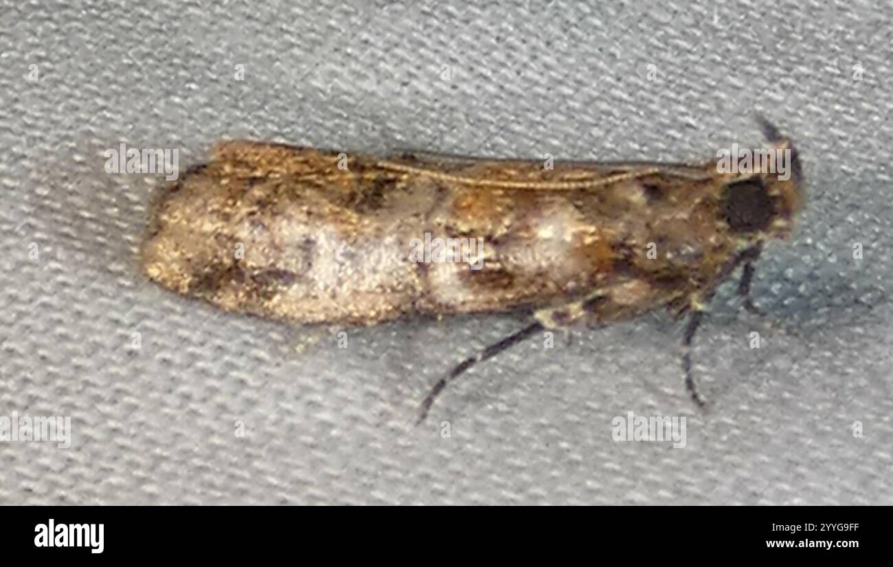 Conifer Coneworm Moths (Dioryctria Stock Photo - Alamy