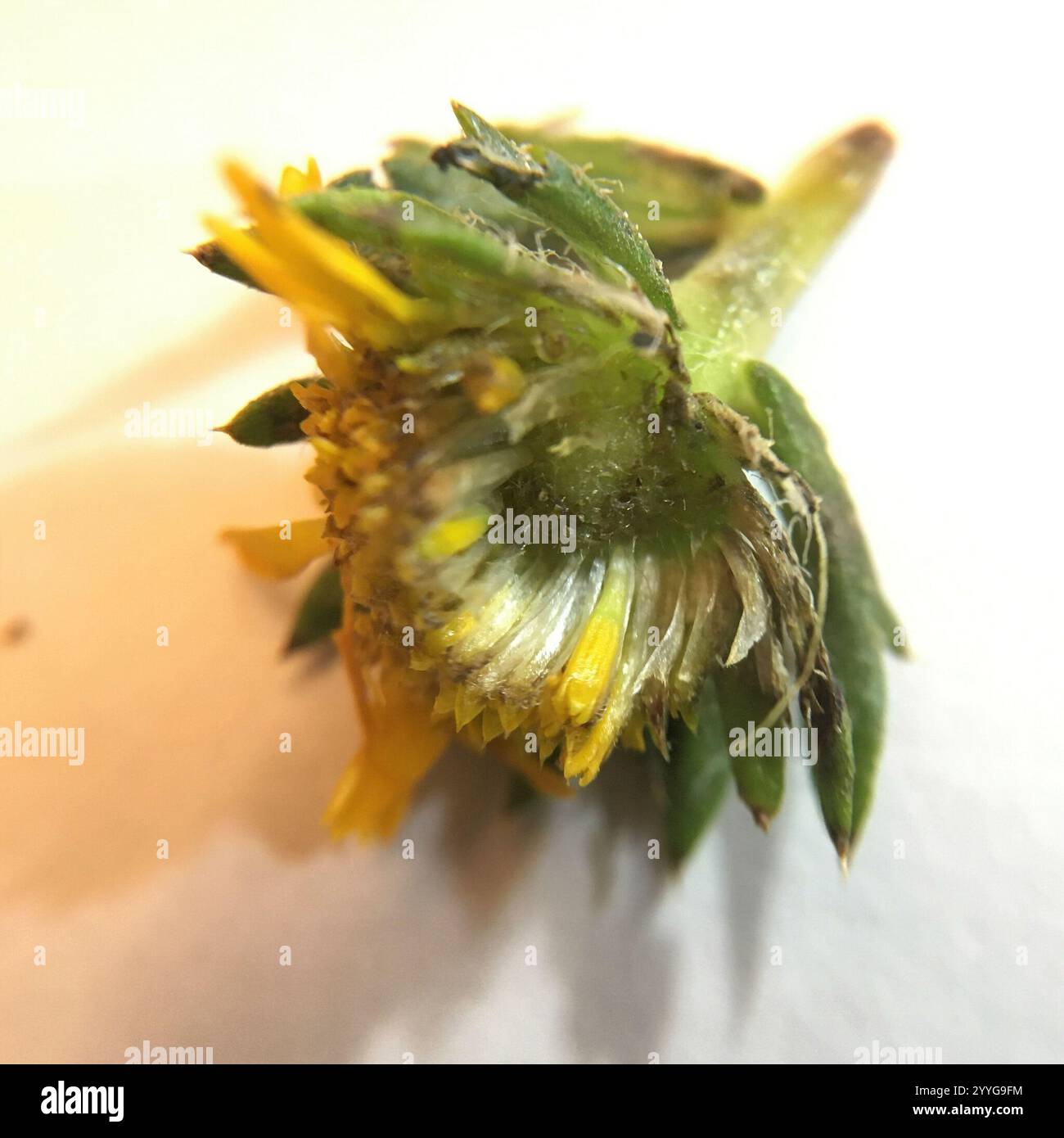 Common Spikeweed (Centromadia pungens pungens Stock Photo - Alamy