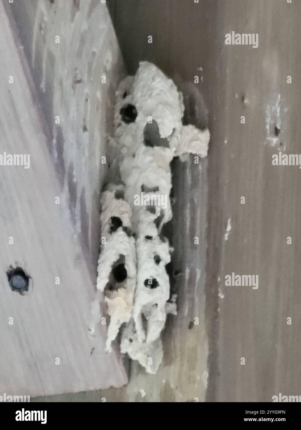 Trypoxylon politum wasp hi-res stock photography and images - Alamy