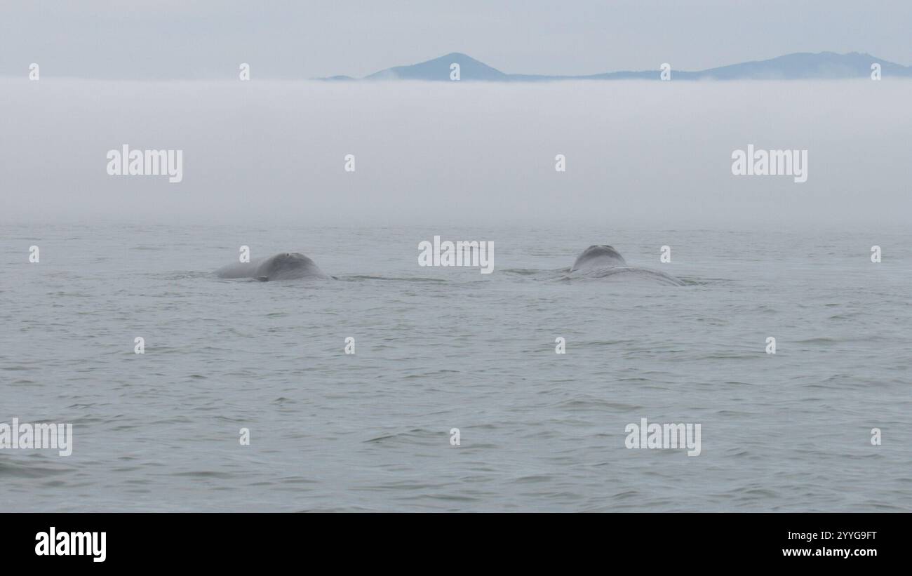 Bowhead Whale (Balaena mysticetus Stock Photo - Alamy