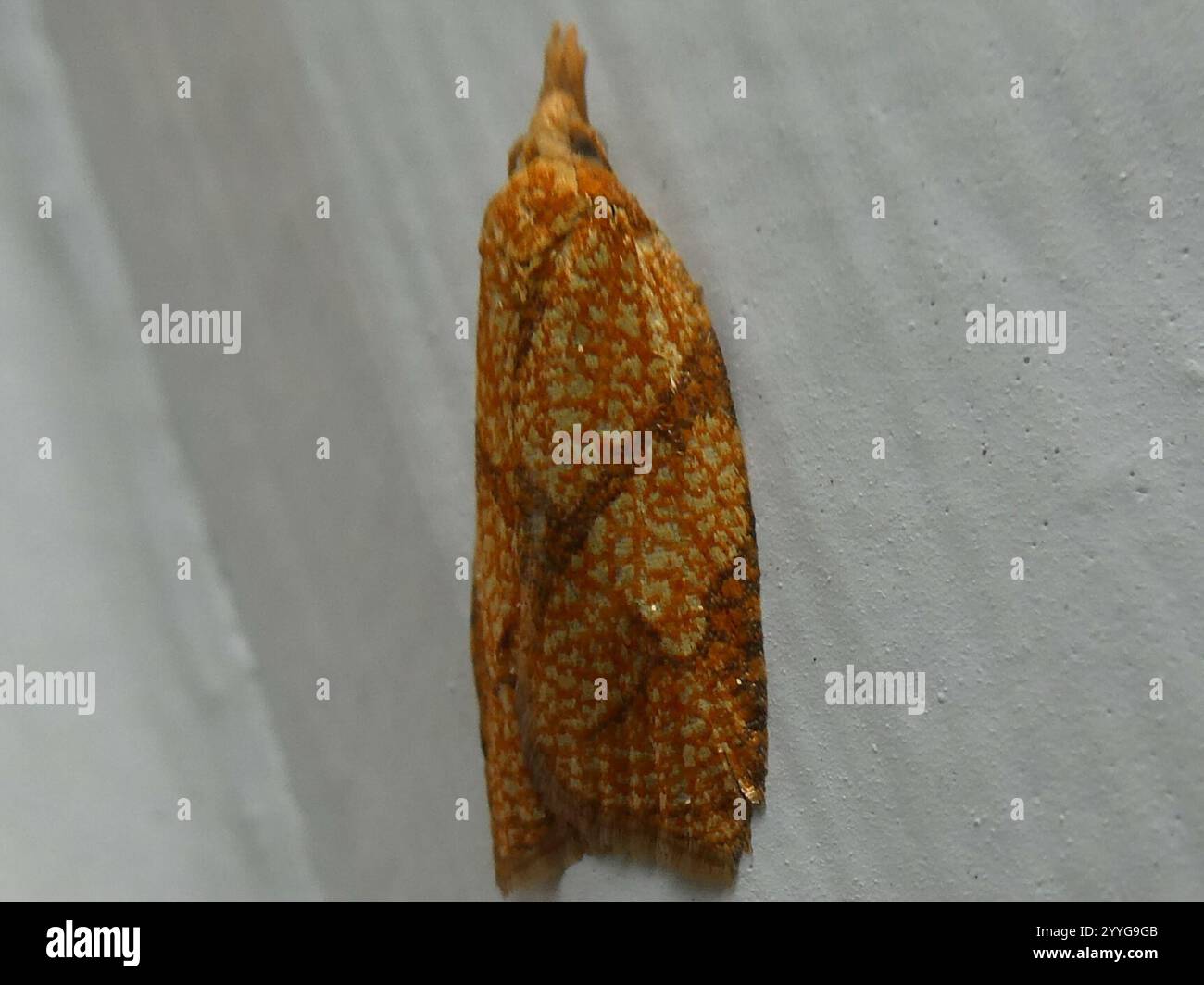 Reticulated Fruitworm Moth (Cenopis reticulatana Stock Photo - Alamy