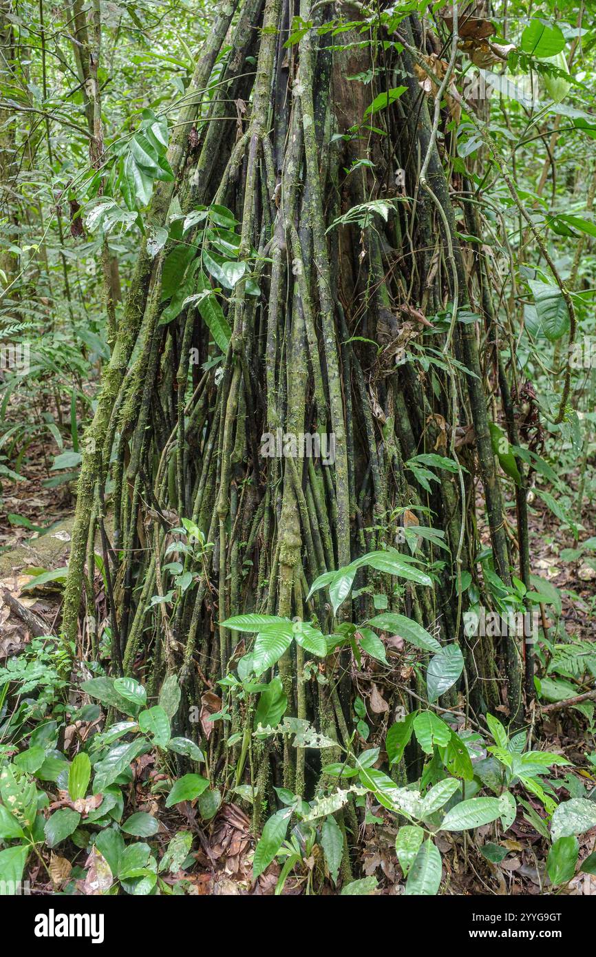 Tambopata, Peru - 27 Nov, 2024: Jungle vines, roots and trees in the ...