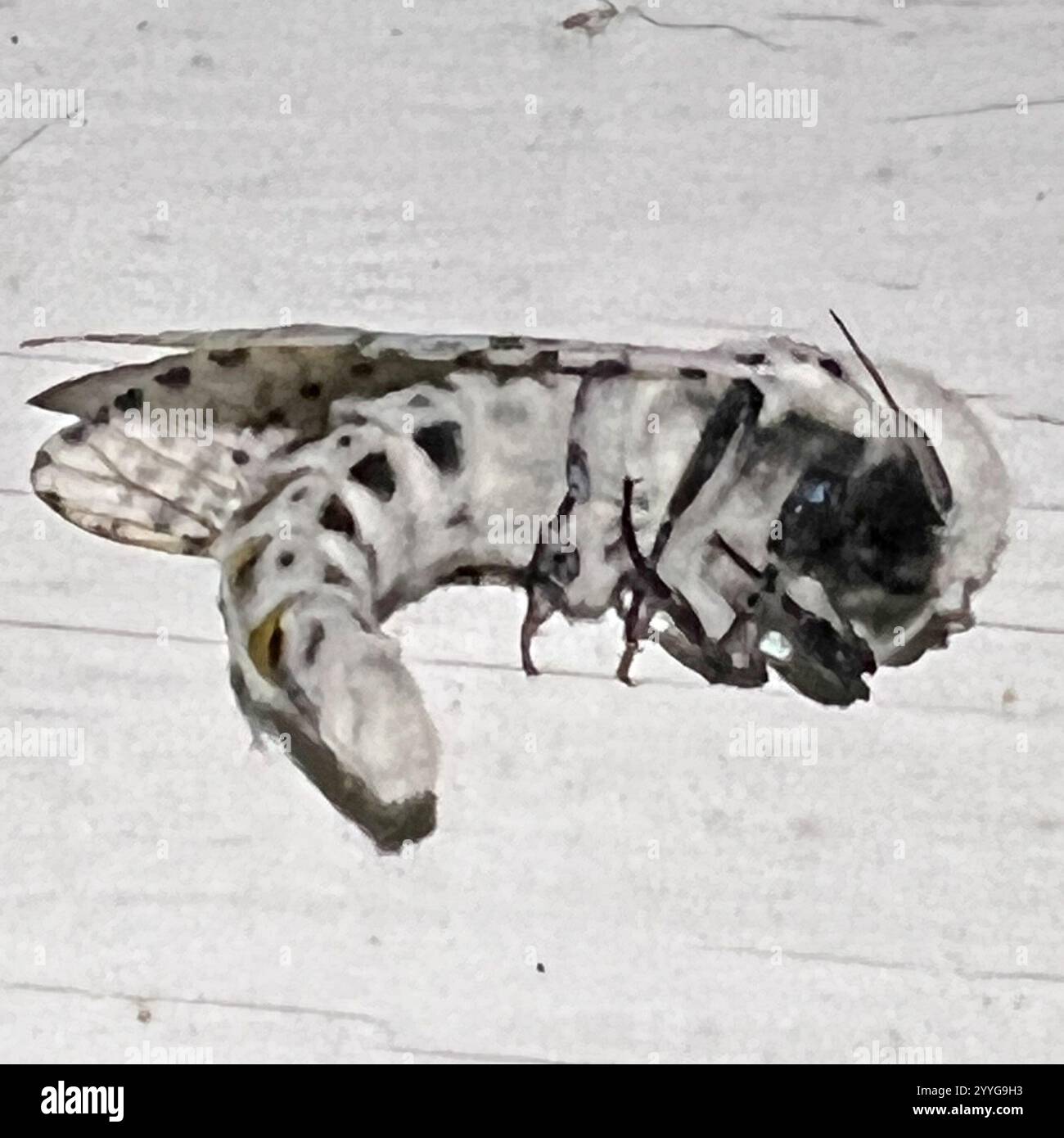 Wood Leopard Moth (Zeuzera pyrina Stock Photo - Alamy