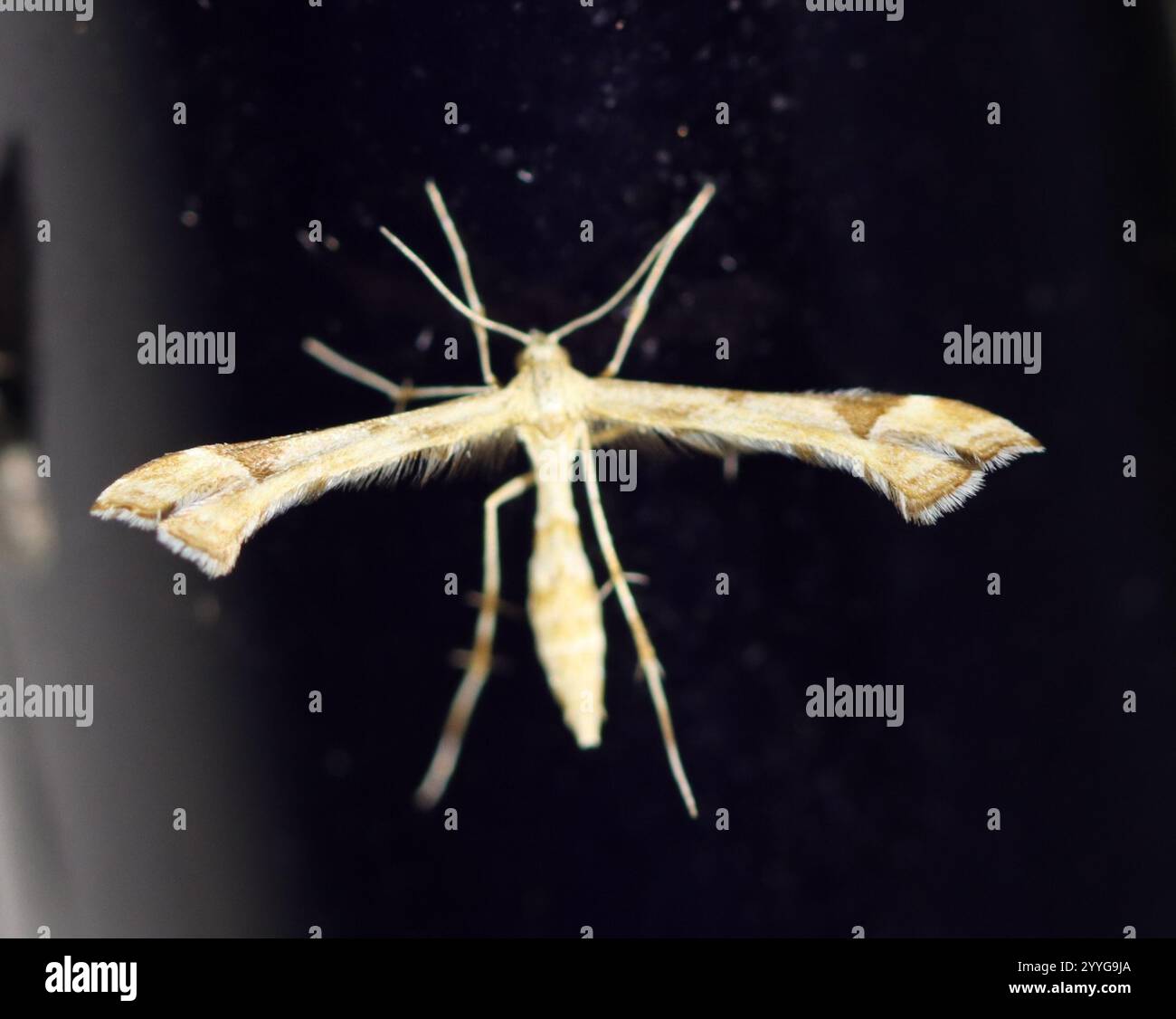 Geranium plume moth hi-res stock photography and images - Alamy