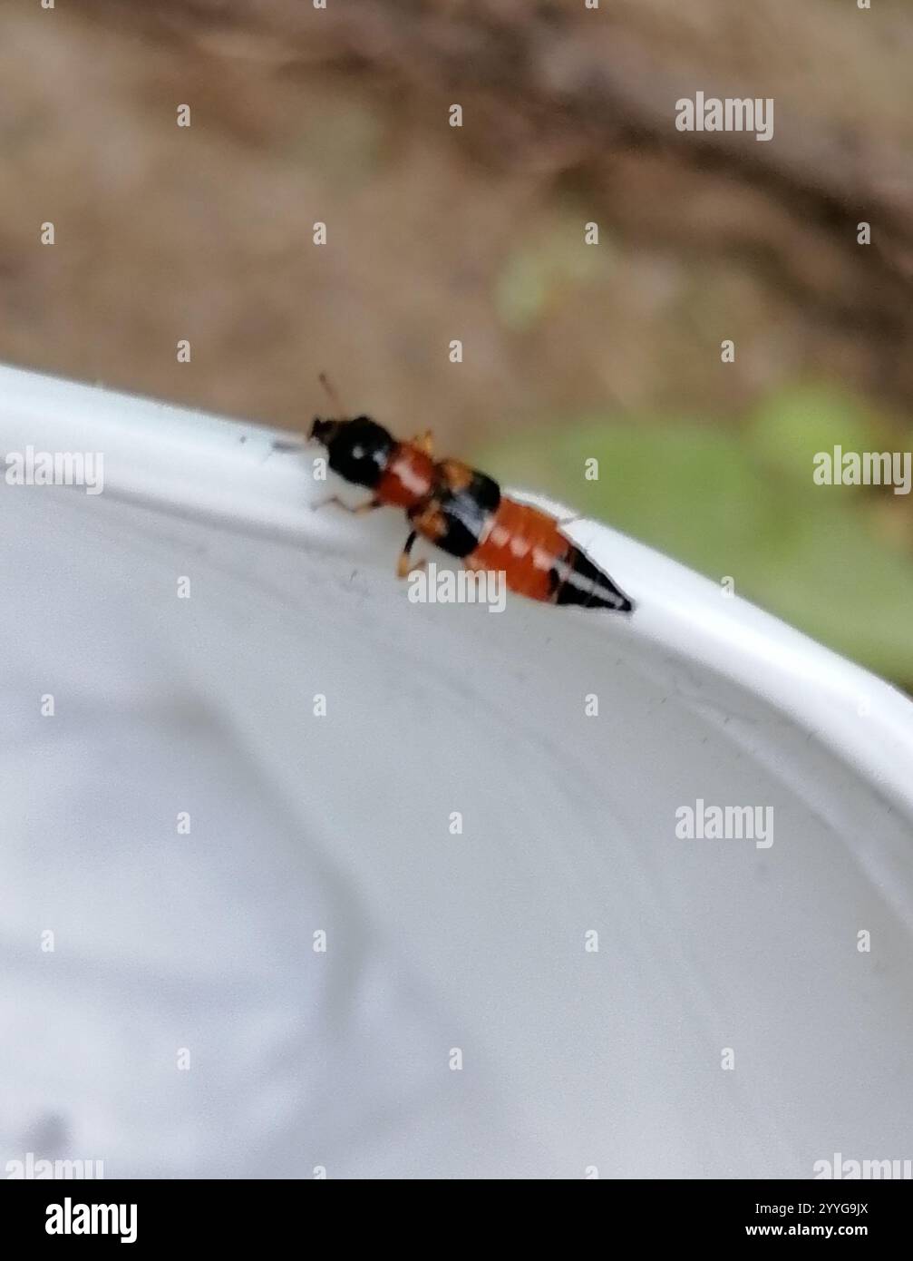 Red Rove Beetle (Oxyporus rufus Stock Photo - Alamy