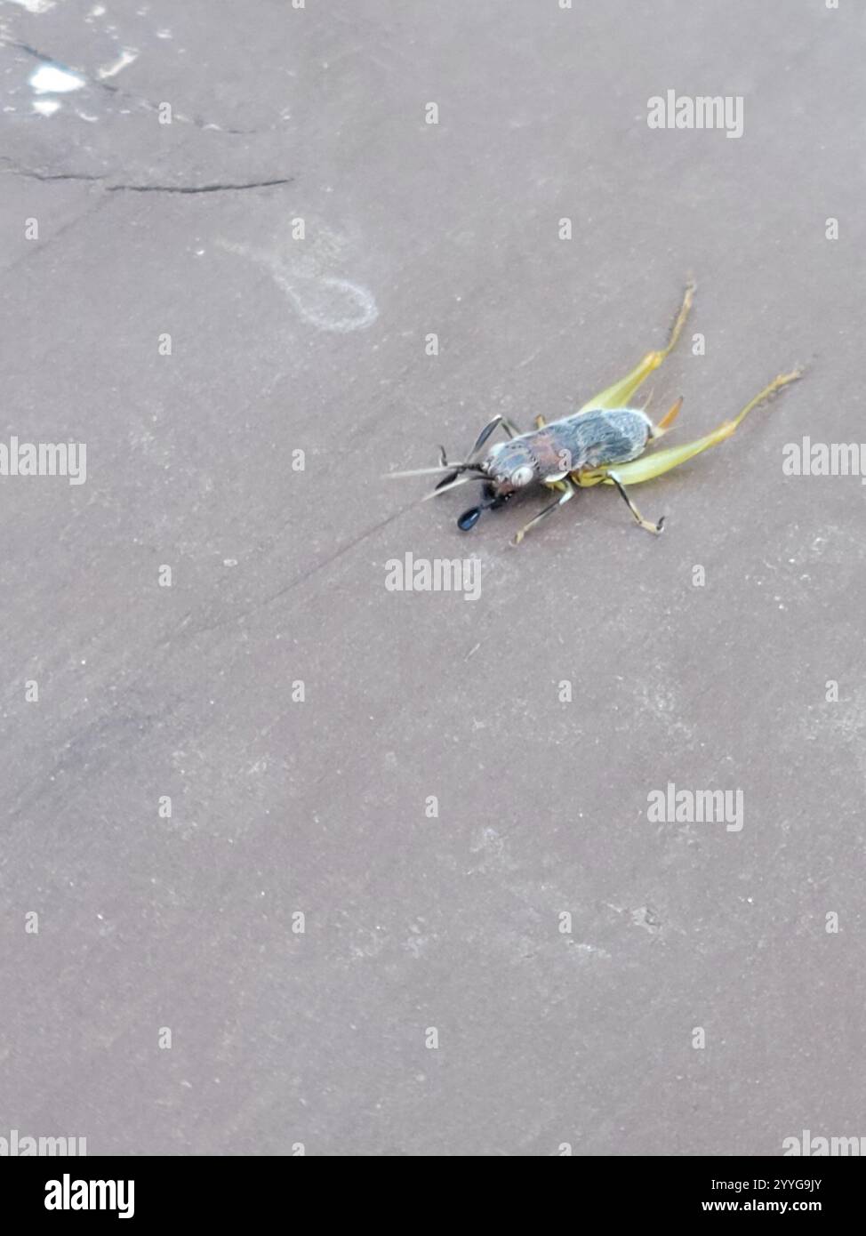 Red headed bush cricket hi-res stock photography and images - Alamy