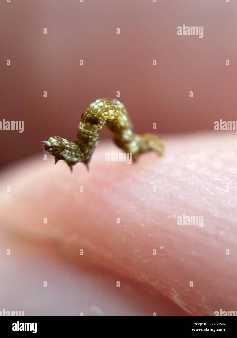 Small Engrailed (Ectropis crepuscularia Stock Photo - Alamy
