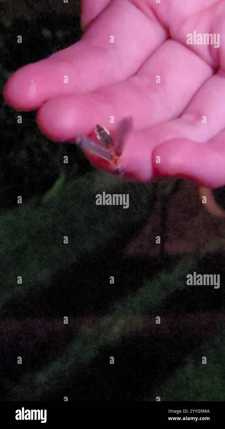 Common Eastern Firefly (Photinus pyralis Stock Photo - Alamy