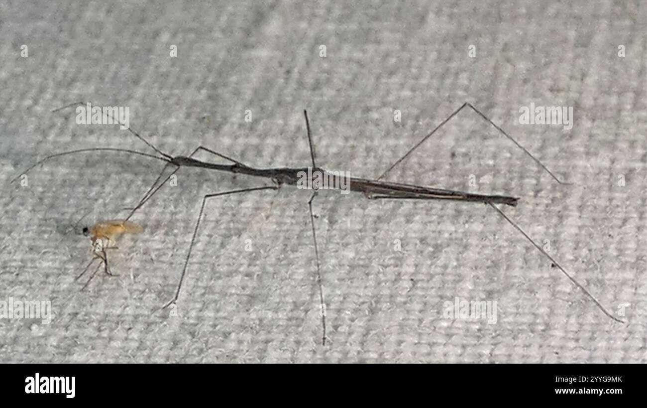 Thread legged bugs hi-res stock photography and images - Alamy