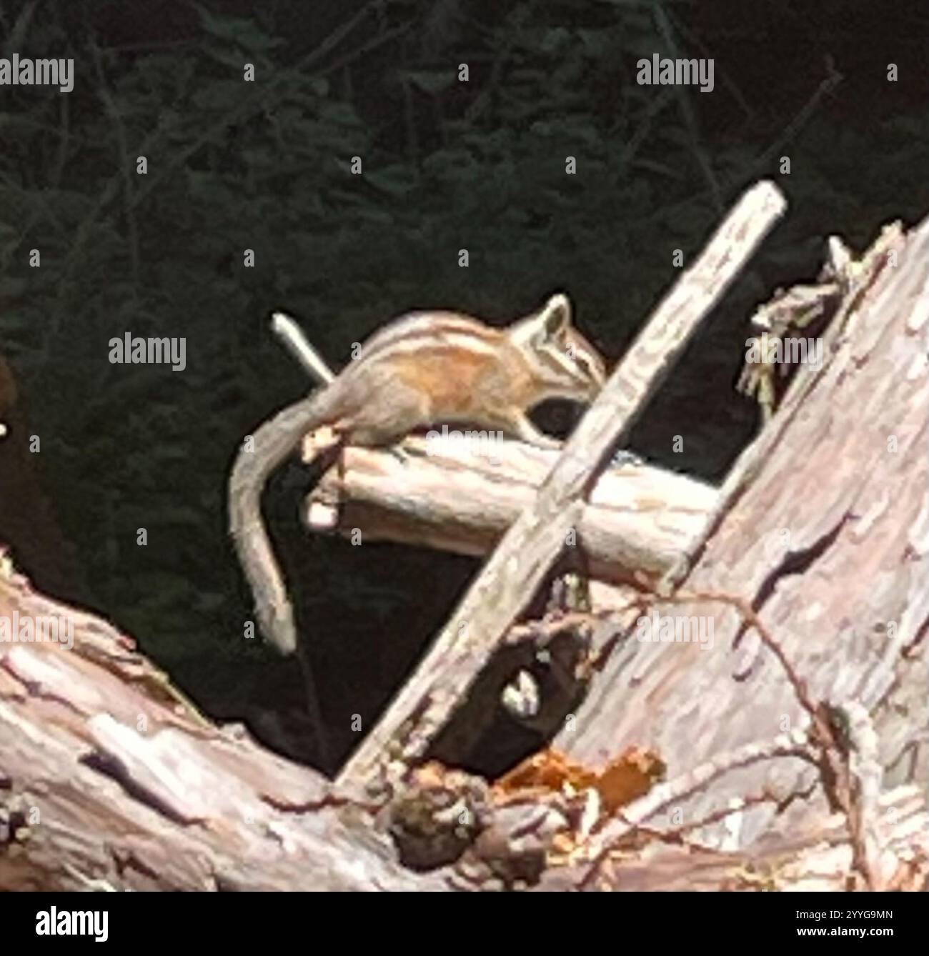 Merriam's Chipmunk (Neotamias merriami Stock Photo - Alamy