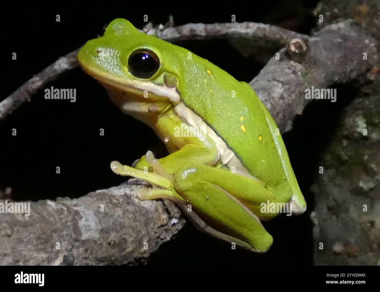 Green Treefrog (Hyla cinerea Stock Photo - Alamy
