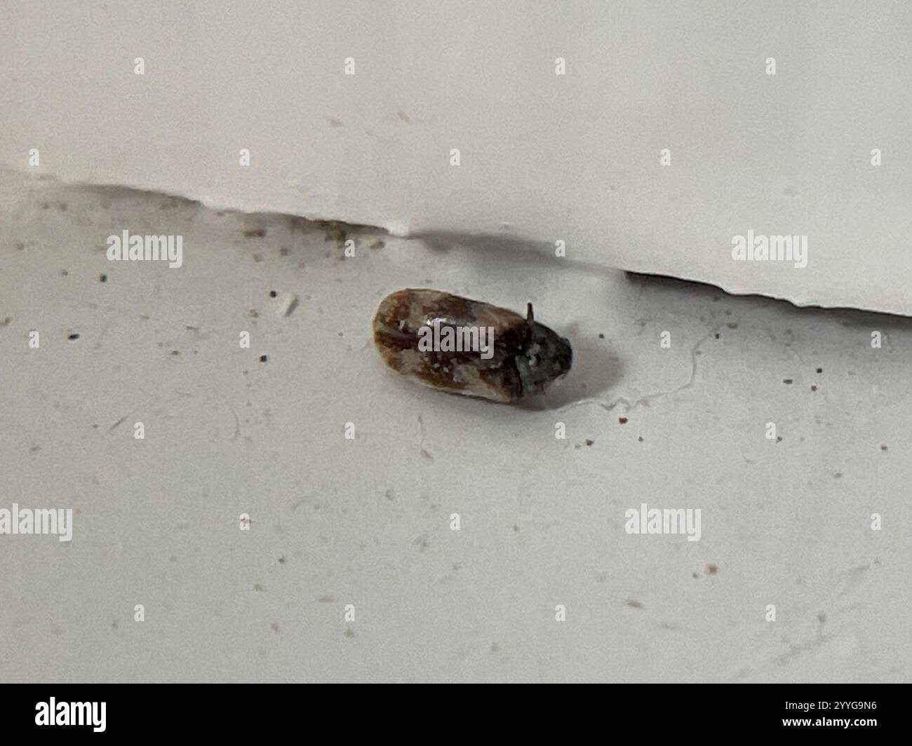 Stockholm beetle (Trogoderma angustum Stock Photo - Alamy