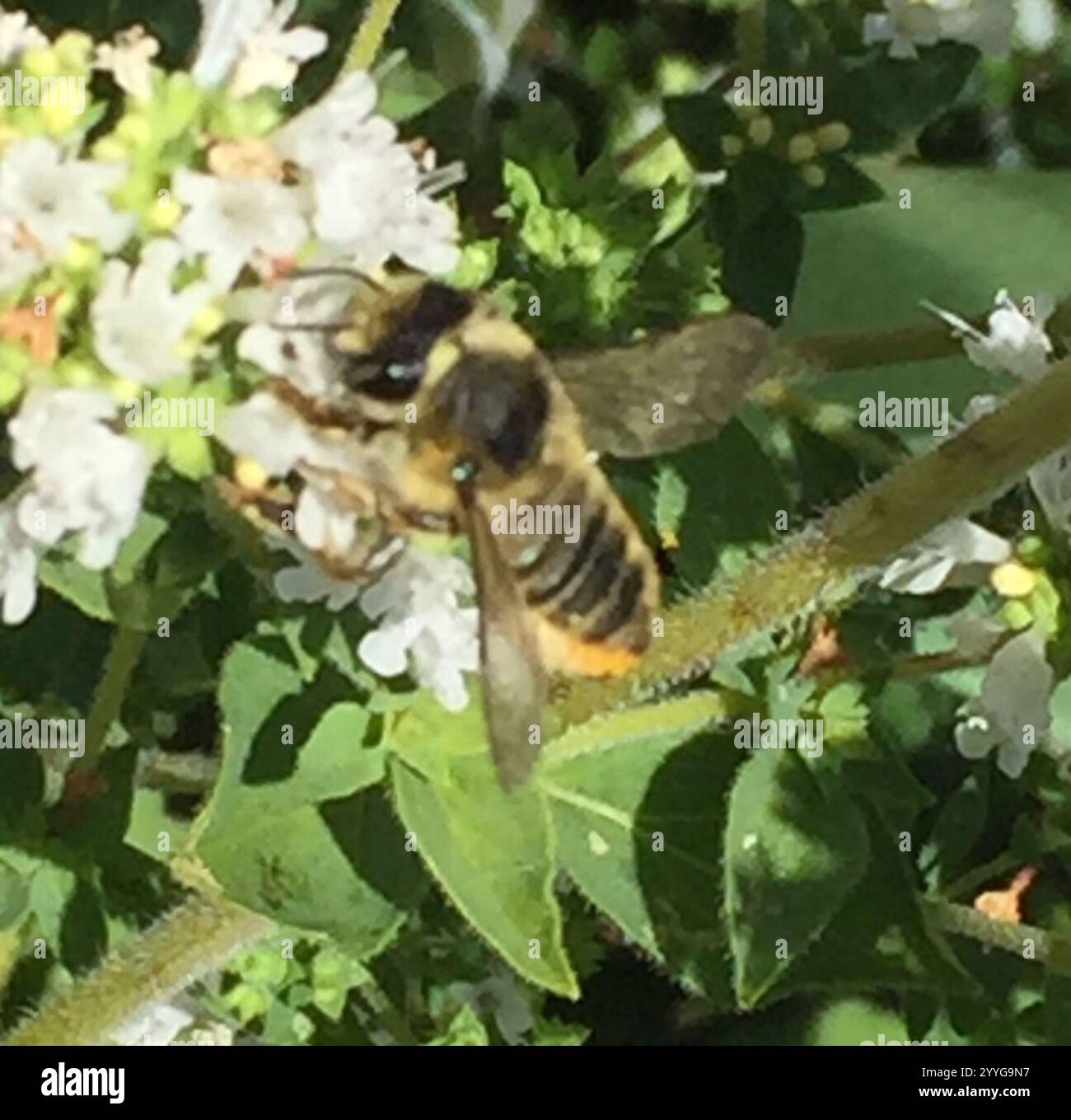 Western Leafcutter Bee (Megachile perihirta Stock Photo - Alamy