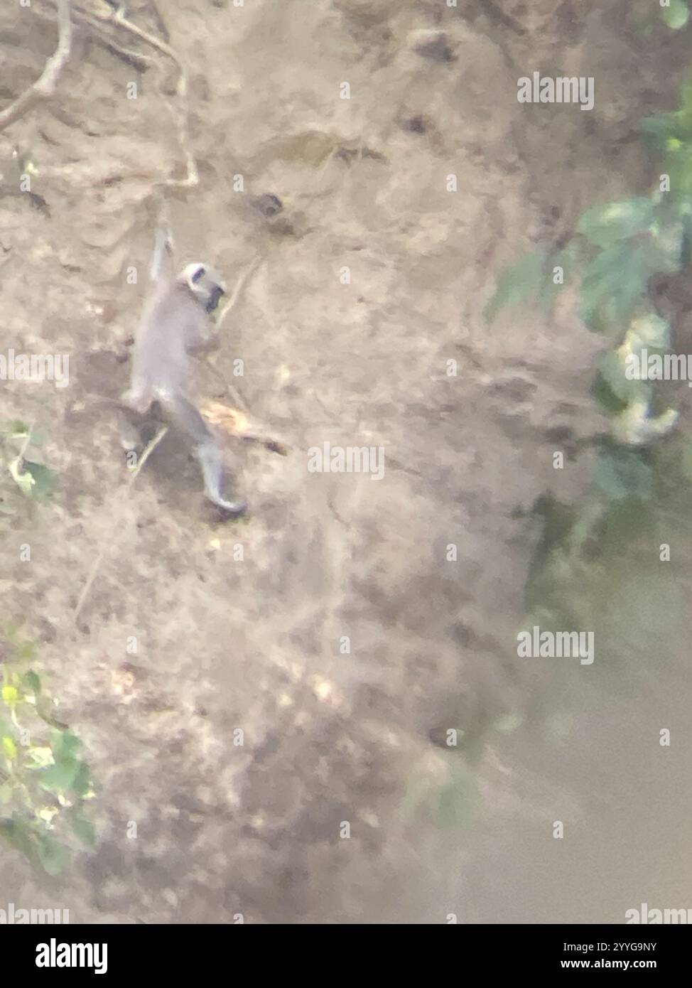 Nepal Sacred Langur (Semnopithecus schistaceus Stock Photo - Alamy