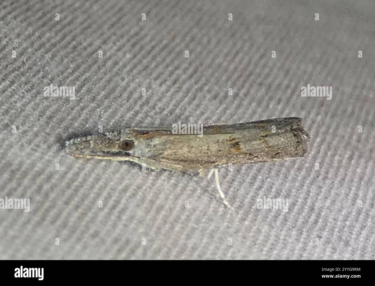 Bluegrass Webworm Moth (Parapediasia teterrellus Stock Photo - Alamy