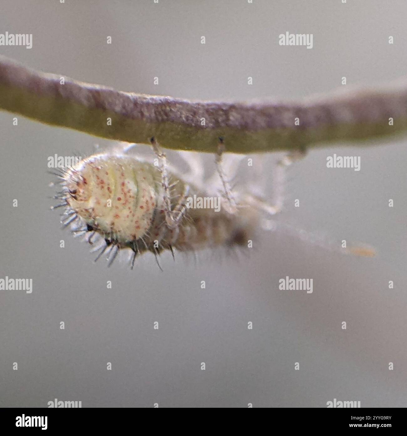 True Bugs, Hoppers, Aphids, and allies (Hemiptera Stock Photo - Alamy