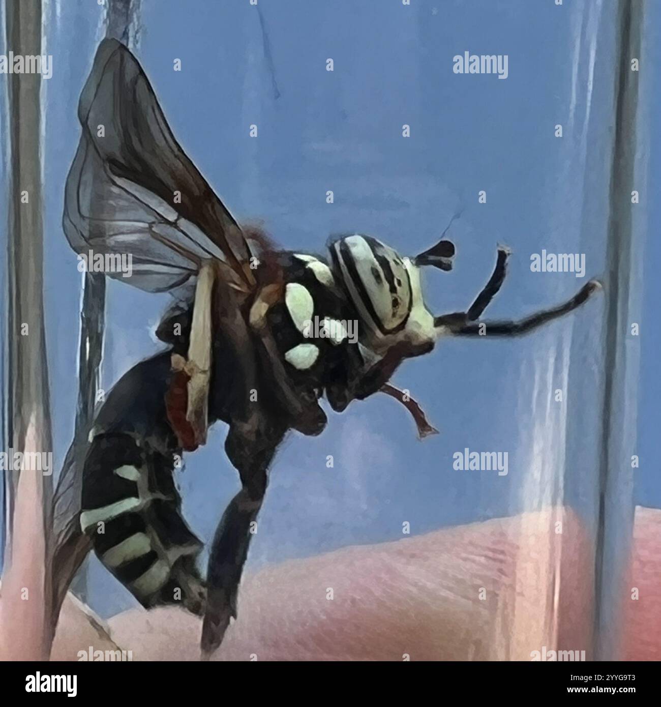 Bald-faced Hornet Fly (Spilomyia fusca Stock Photo - Alamy