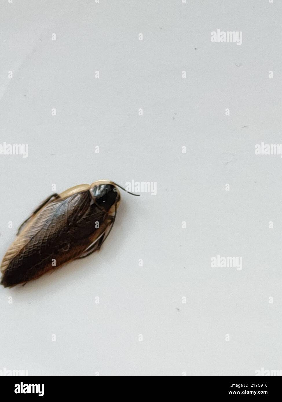 Forest Cockroach (Ectobius sylvestris Stock Photo - Alamy