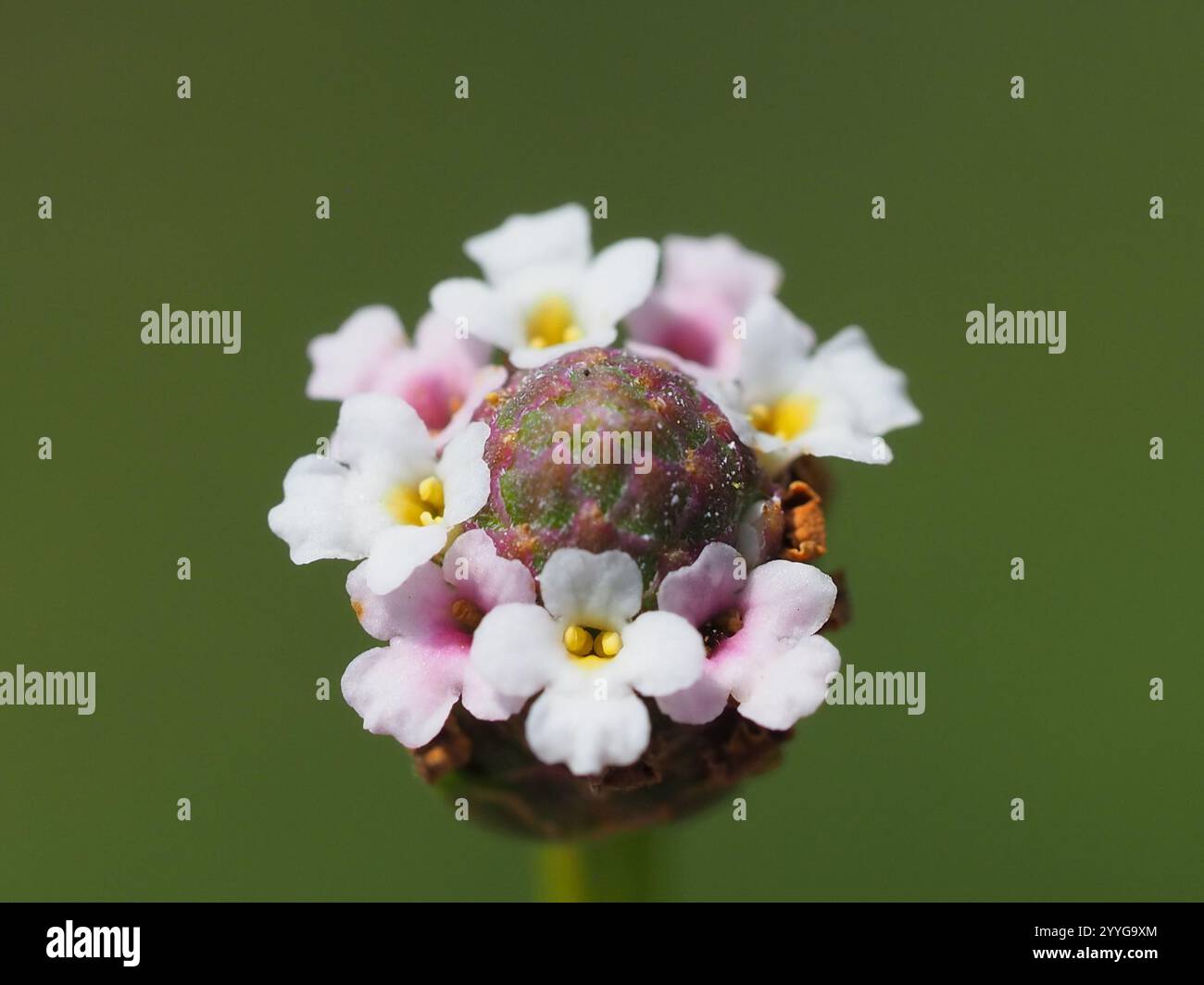 turkey tangle frogfruit (Phyla nodiflora Stock Photo - Alamy