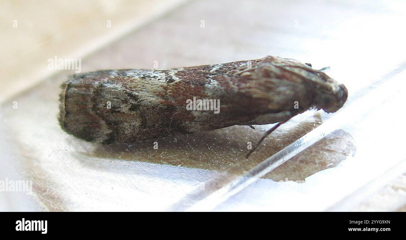 Dotted Oak Knot-horn (Phycita roborella Stock Photo - Alamy