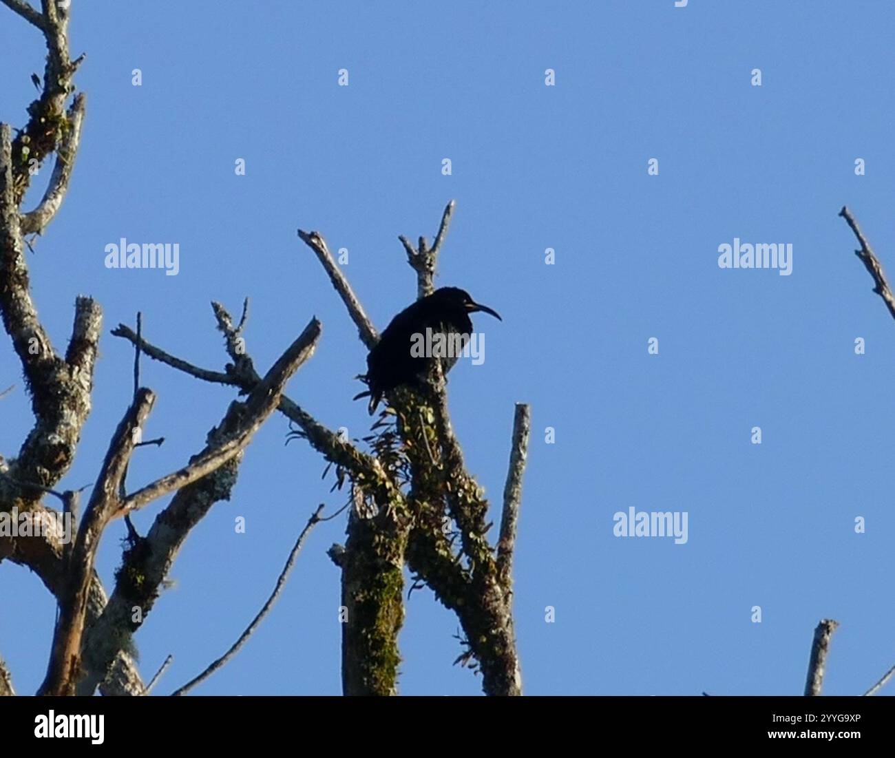 Paradise Riflebird (Ptiloris paradiseus Stock Photo - Alamy