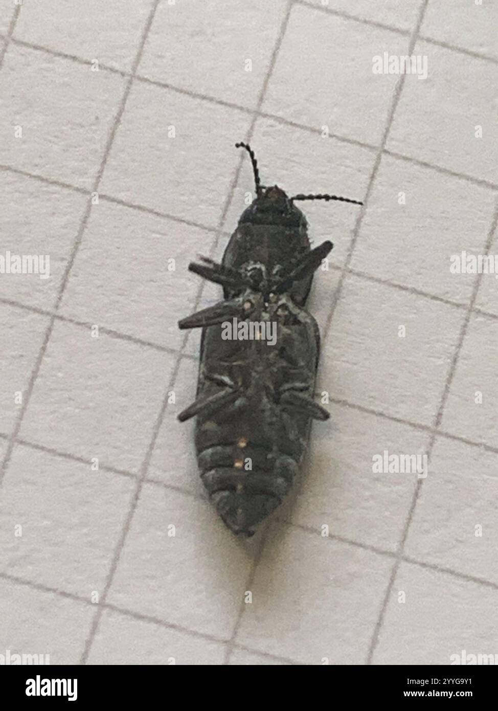 Charcoal Beetle (Melanophila consputa Stock Photo - Alamy