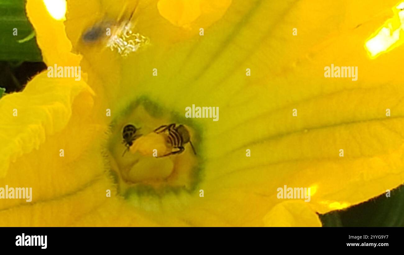 Pruinosa bee hi-res stock photography and images - Alamy