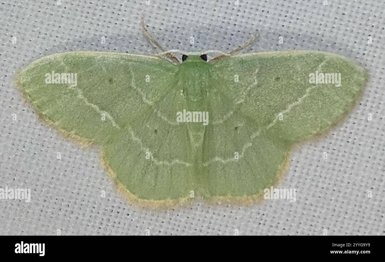 Cypress Emerald (Nemoria elfa Stock Photo - Alamy