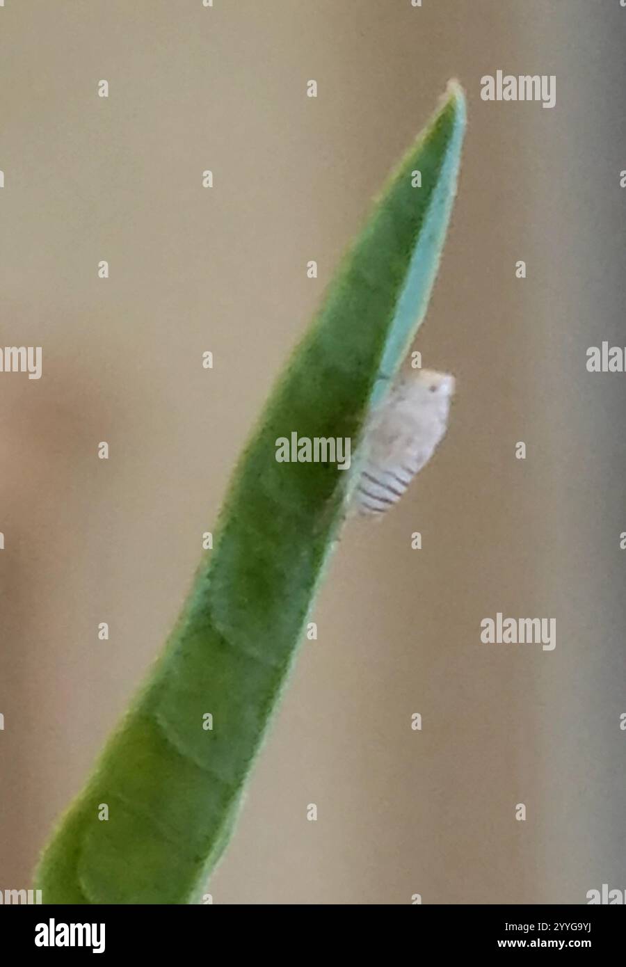 True Hoppers (Auchenorrhyncha Stock Photo - Alamy