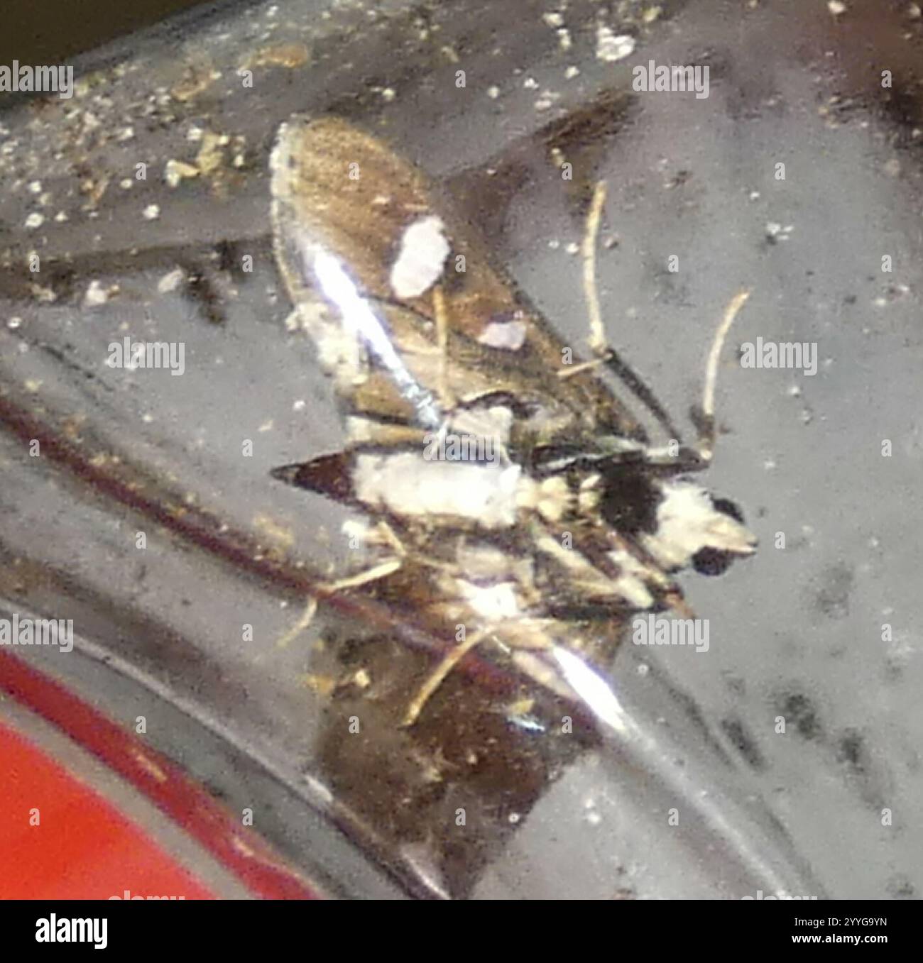 Grape Leaffolder Moth (Desmia funeralis Stock Photo - Alamy