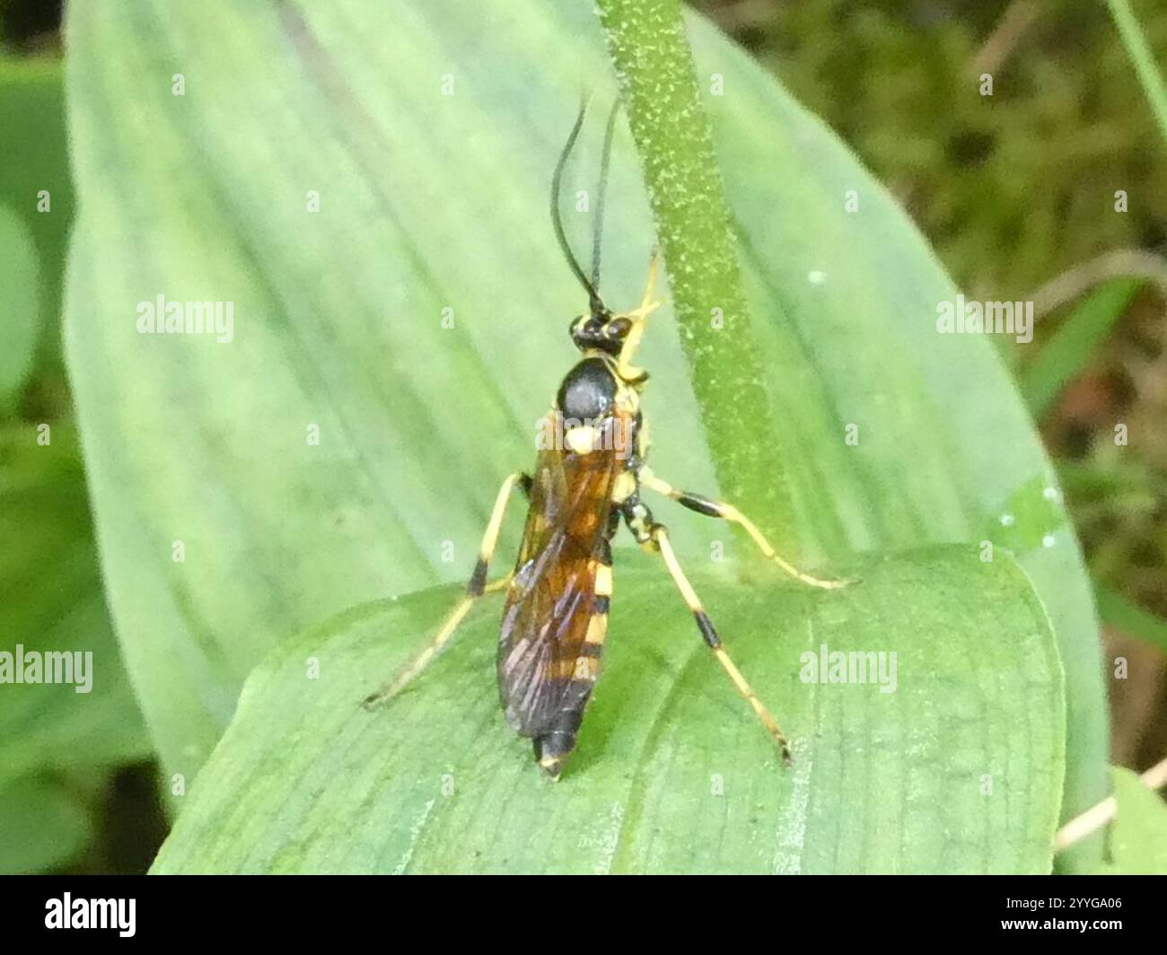Ichneumonid Wasps (Ichneumonidae Stock Photo - Alamy