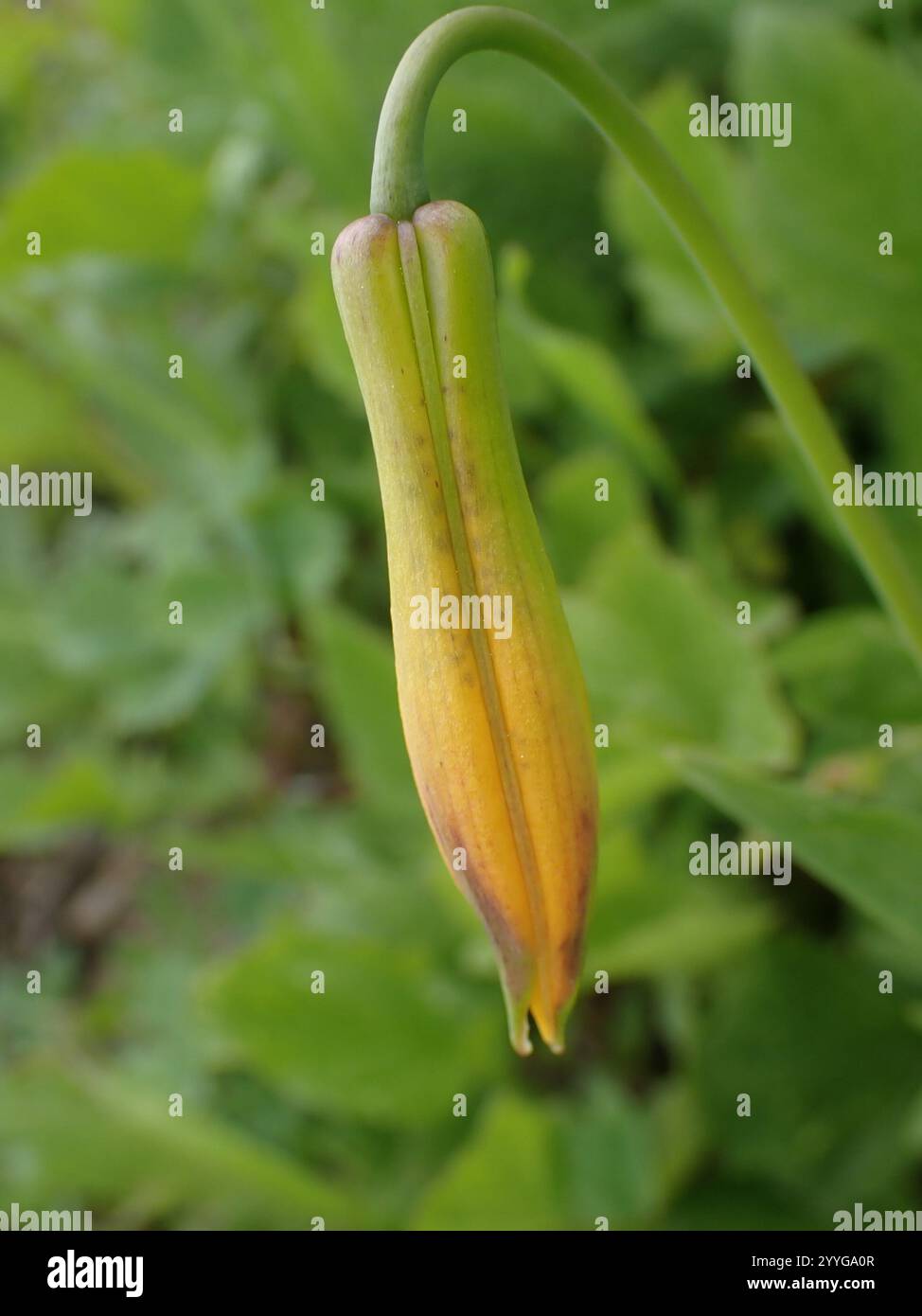 Columbia lily (Lilium columbianum Stock Photo - Alamy