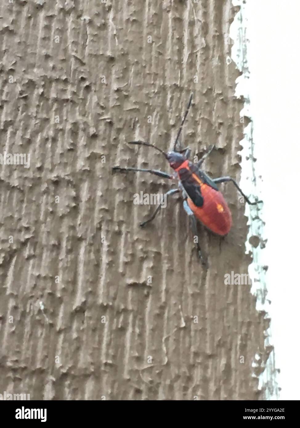 Eastern Boxelder Bug (Boisea trivittata Stock Photo - Alamy