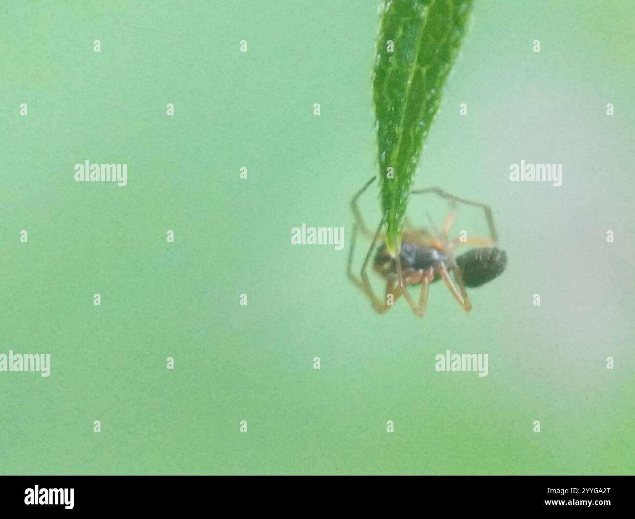 Sheetweb and Dwarf Weavers (Linyphiidae Stock Photo - Alamy