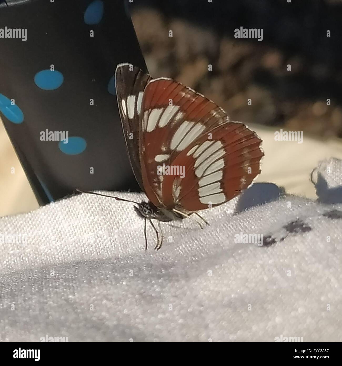 Hungarian Glider (Neptis rivularis Stock Photo - Alamy