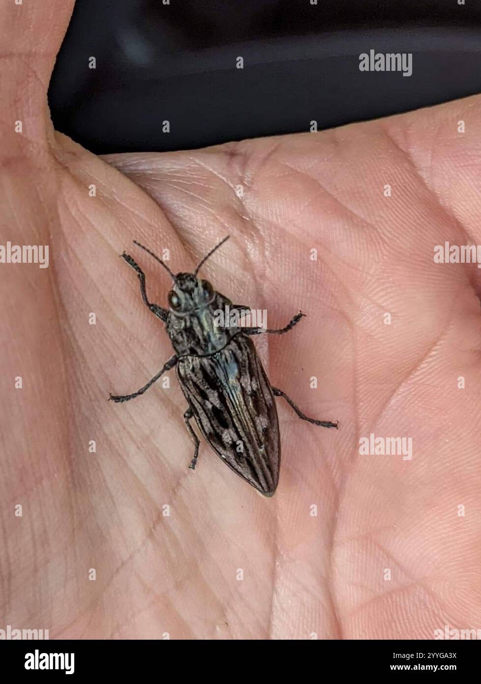 Western Sculptured Pine Borer (Chalcophora angulicollis Stock Photo - Alamy