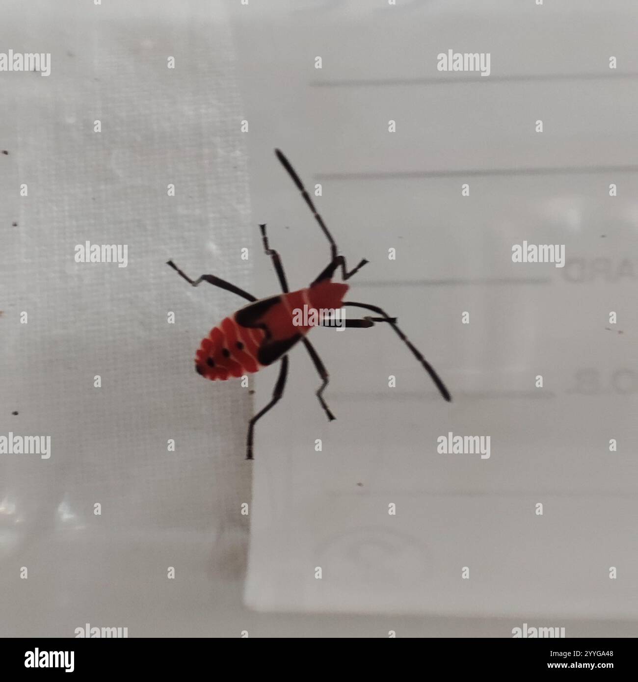 St. Andrew's Cotton Stainer (Dysdercus andreae Stock Photo - Alamy