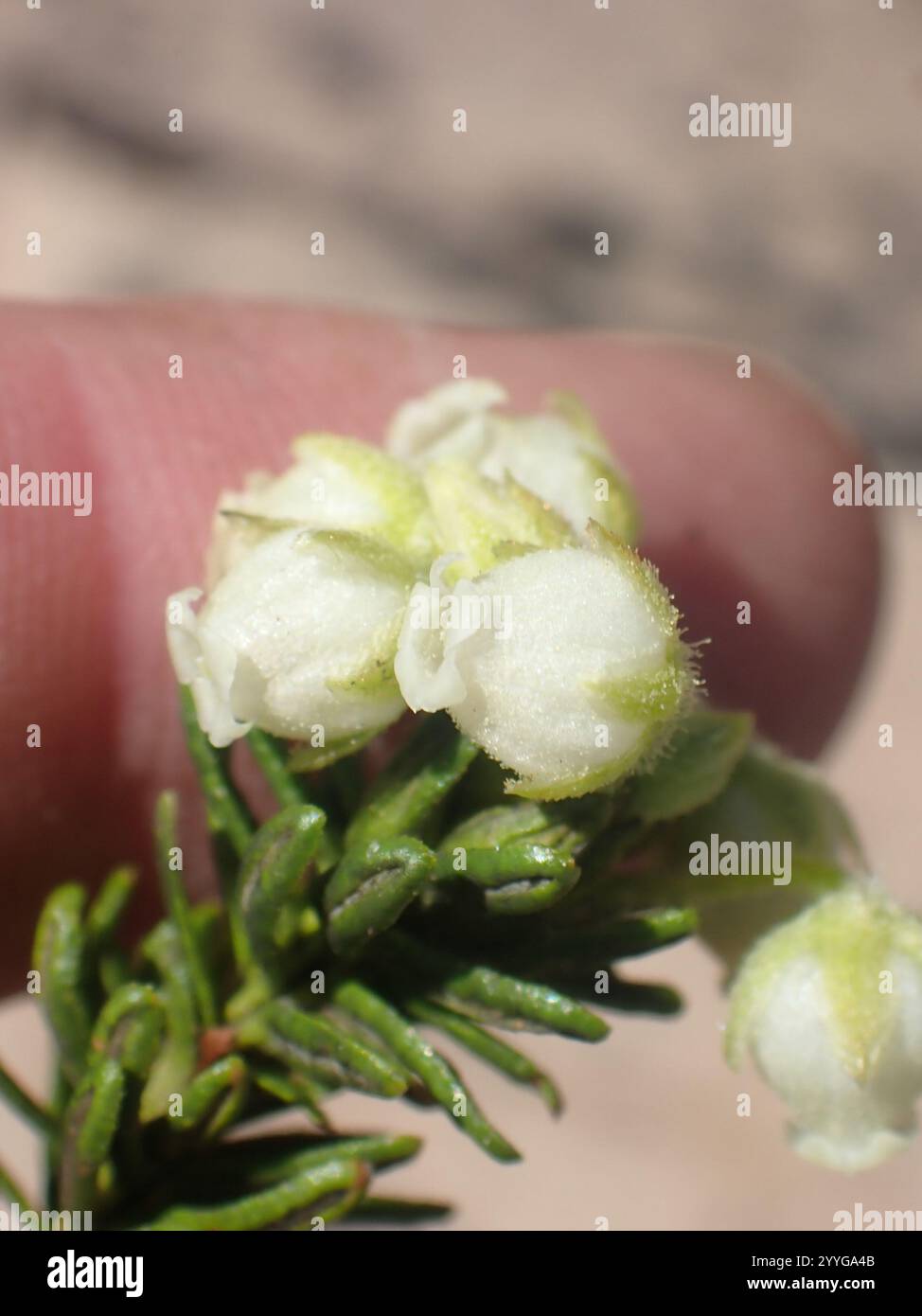 Yellow Mountain-heath (Phyllodoce glanduliflora Stock Photo - Alamy