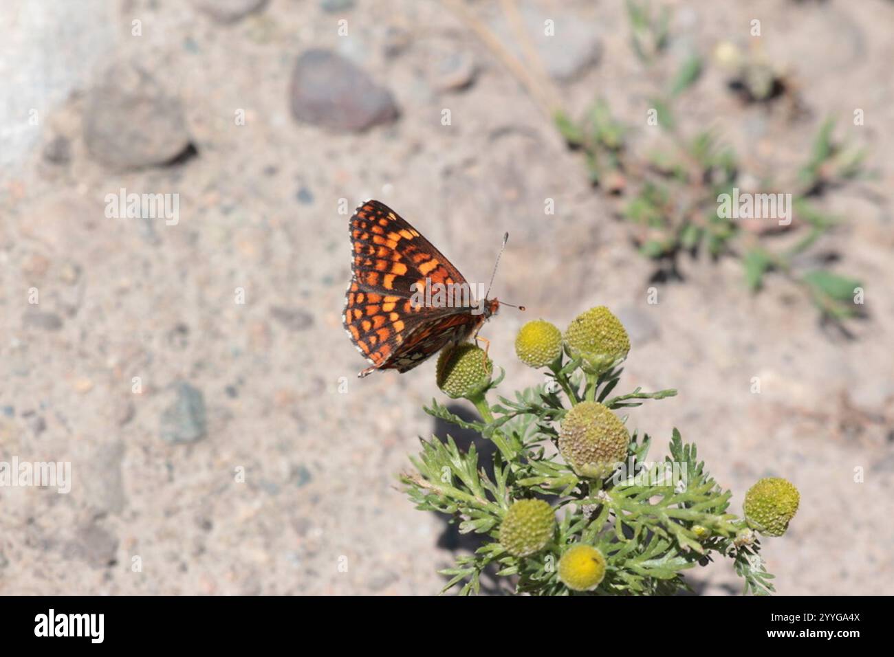 Northern Checkerspot (Chlosyne palla Stock Photo - Alamy