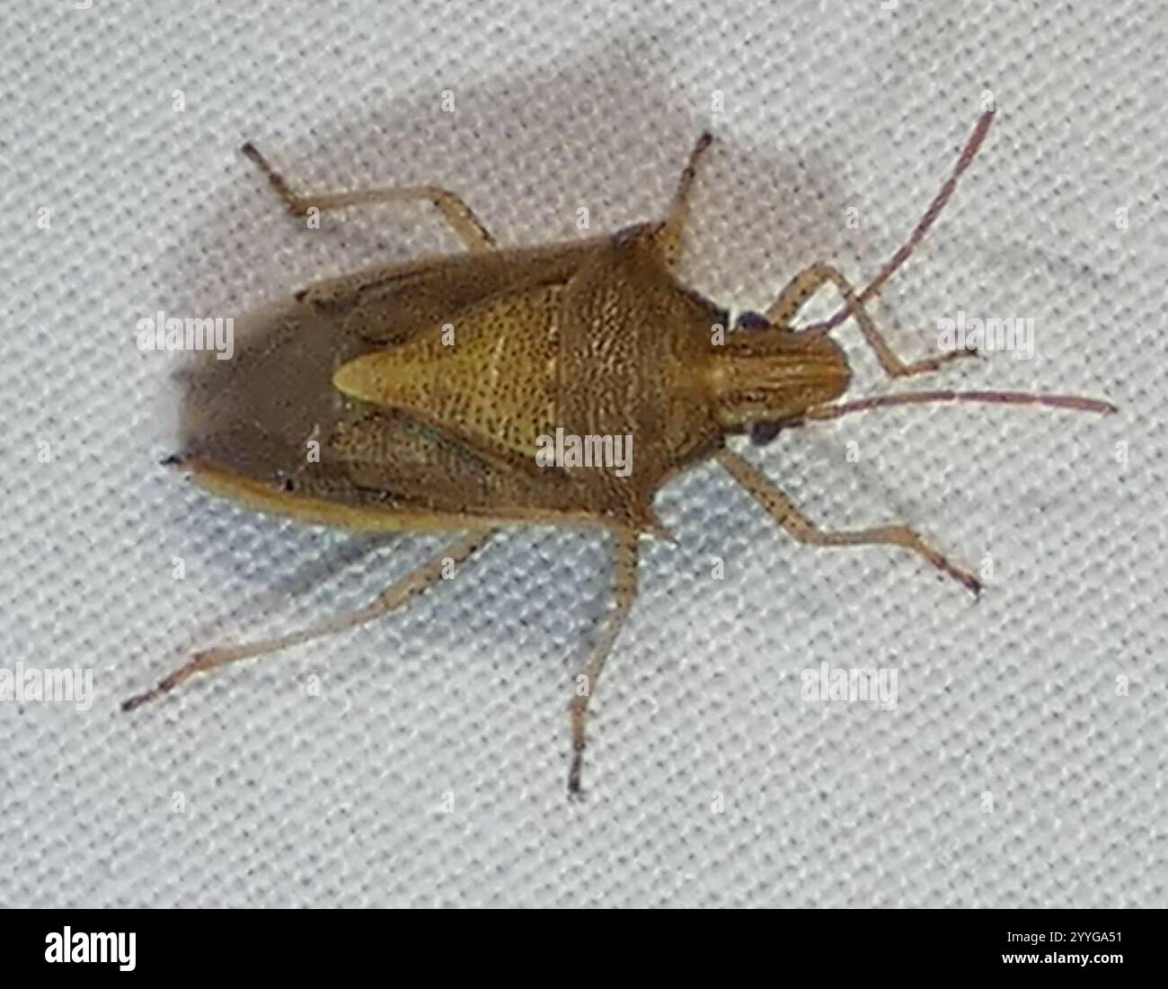 Rice Stink Bug (Oebalus pugnax Stock Photo - Alamy