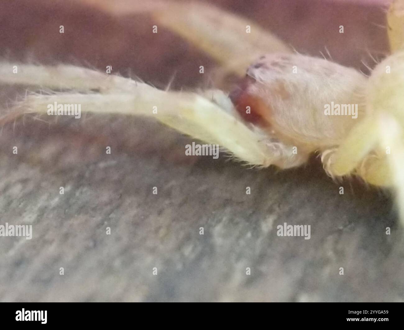 Ghost Spiders (Anyphaenidae Stock Photo - Alamy