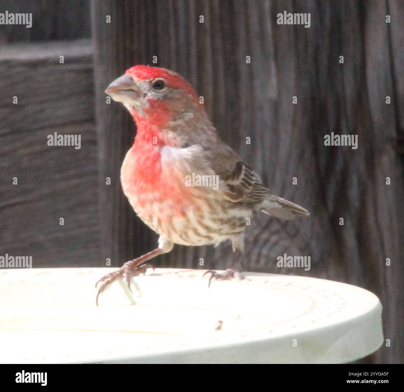 House Finch (Haemorhous mexicanus Stock Photo - Alamy