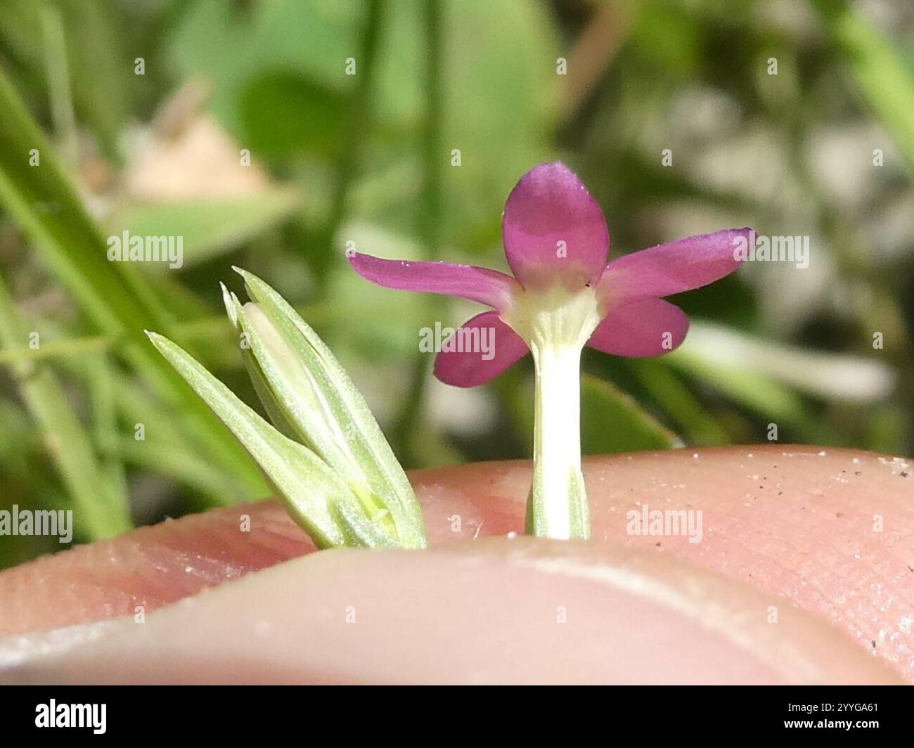 Lesser Centaury (Centaurium pulchellum Stock Photo - Alamy