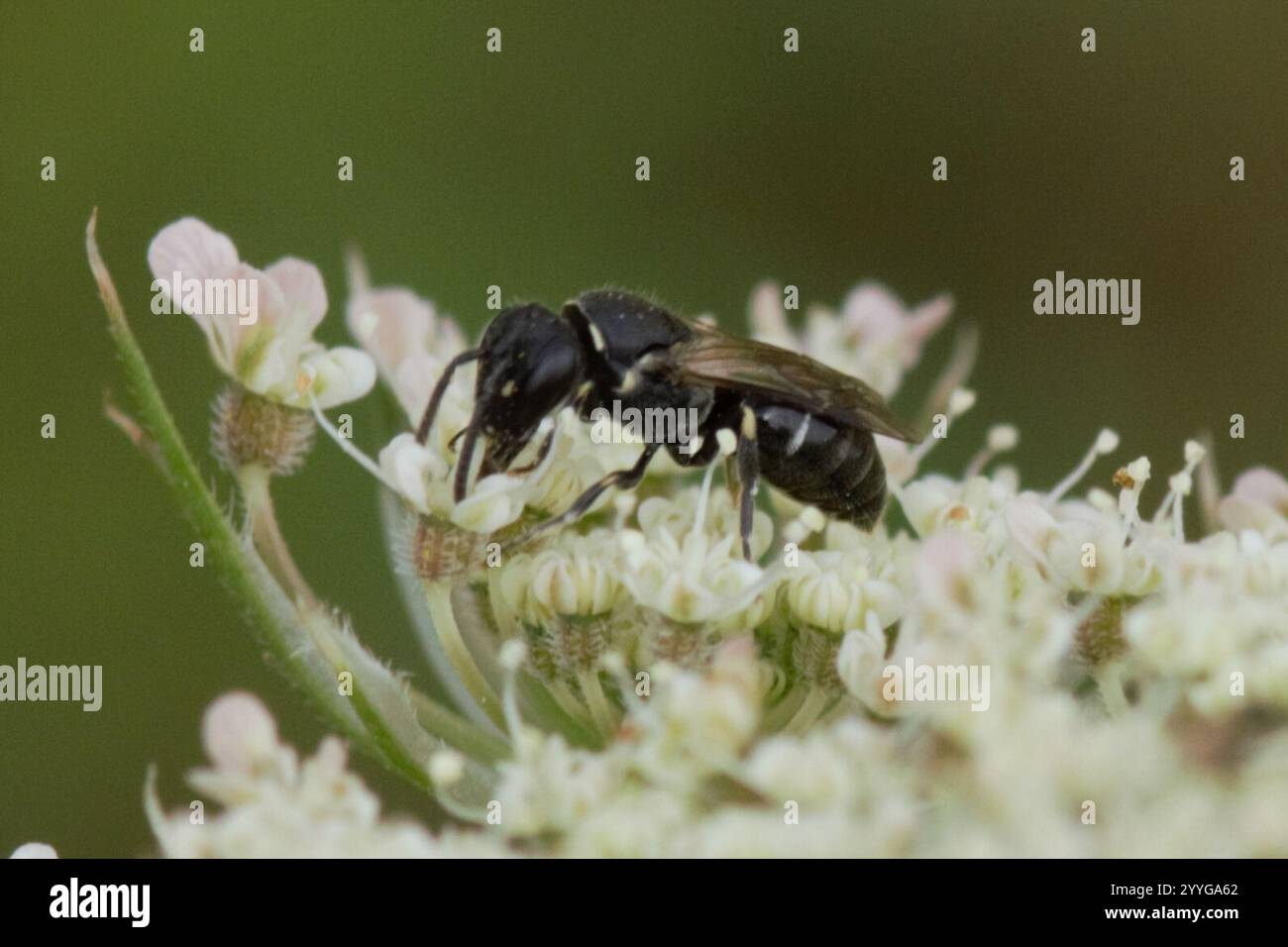 White-jawed Yellow-face Bee (Hylaeus confusus Stock Photo - Alamy