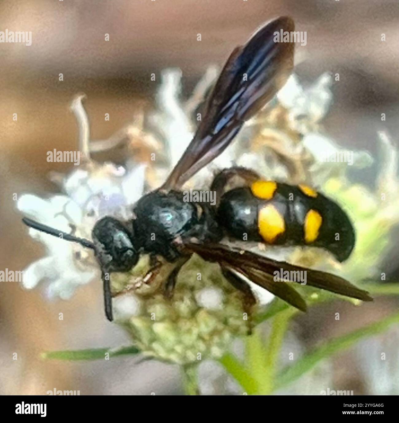 Noble scoliid wasp hi-res stock photography and images - Alamy
