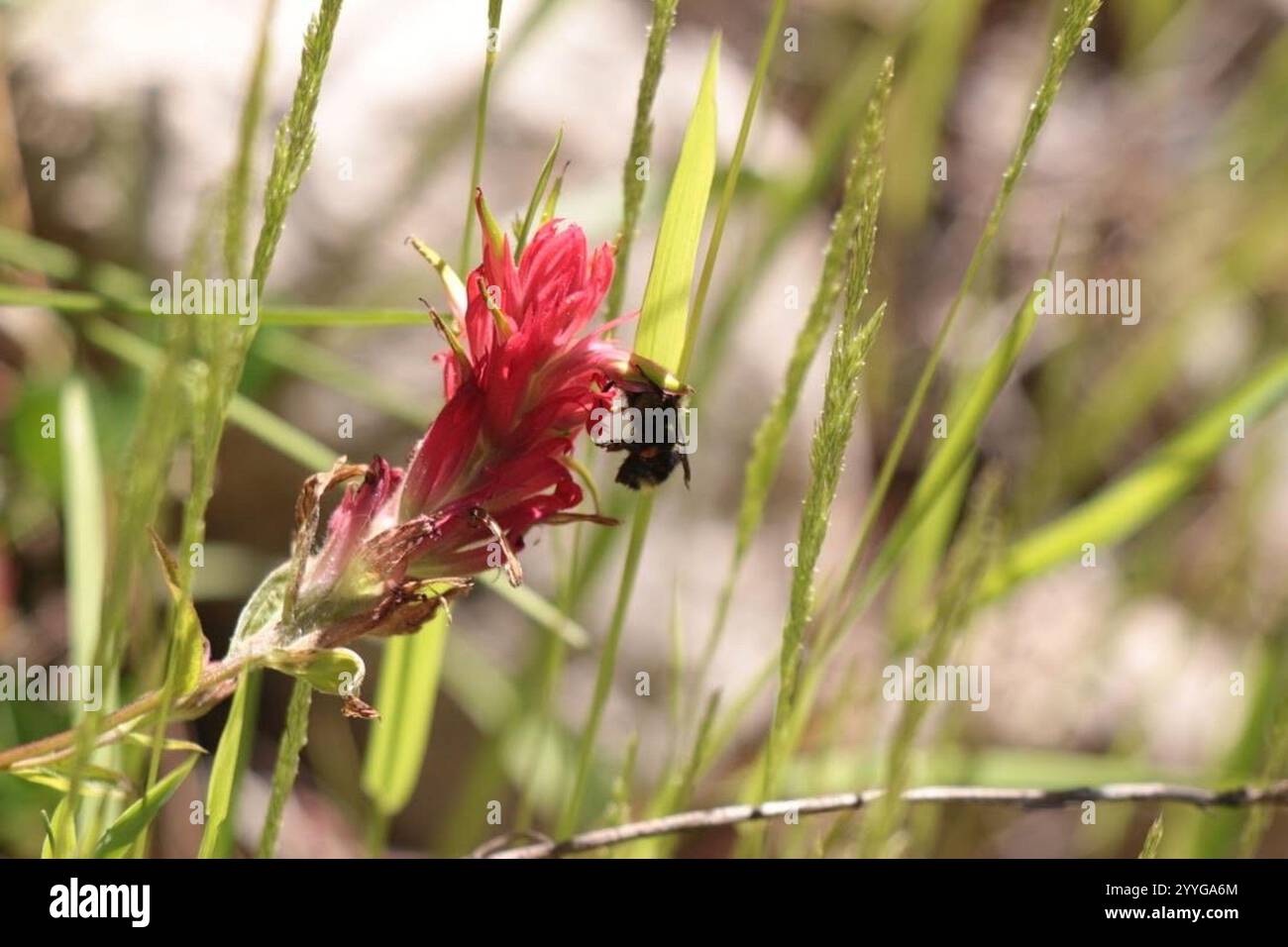 Fervidus fervidus hi-res stock photography and images - Alamy